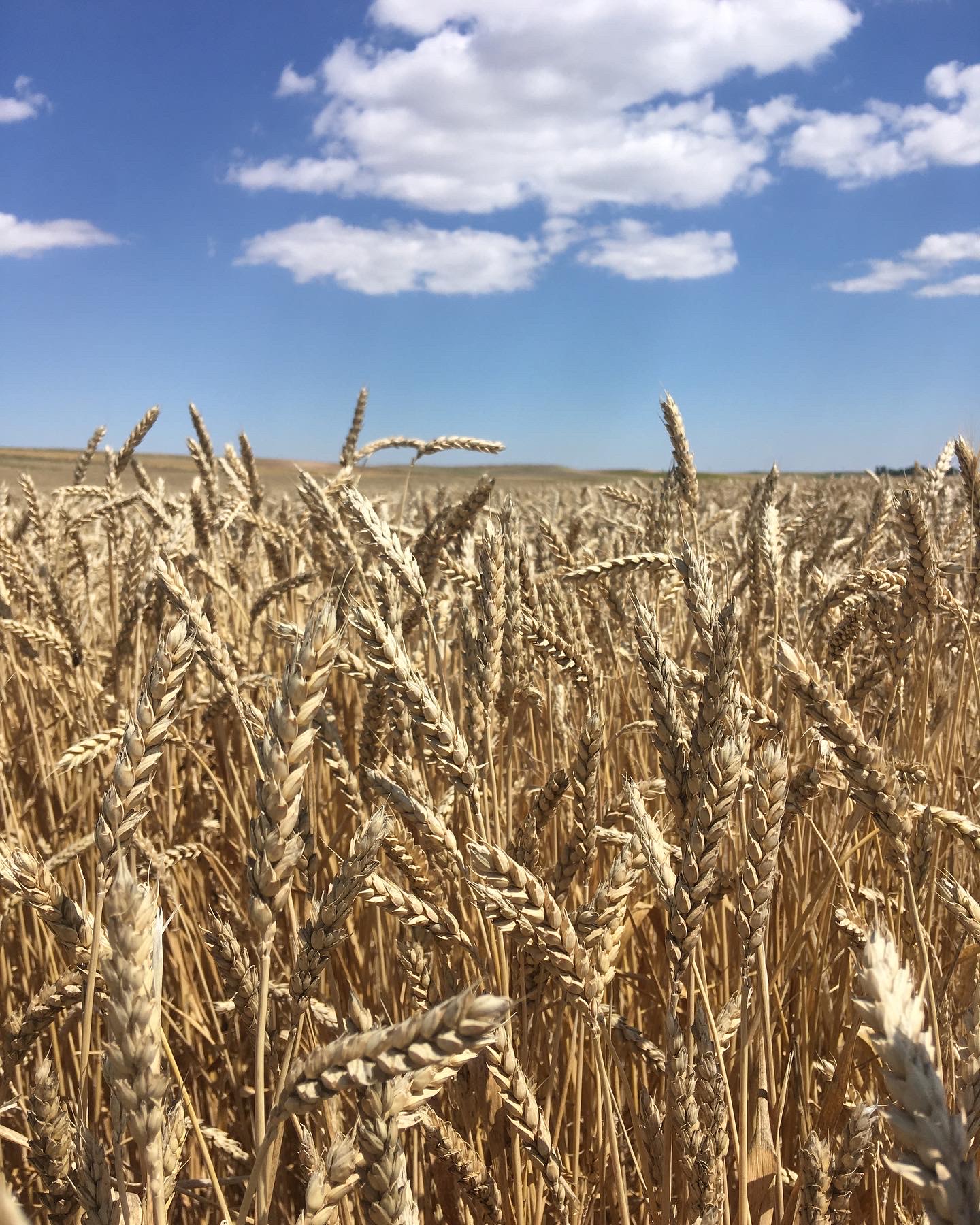 bugday_gorsel | Fortune Turkey